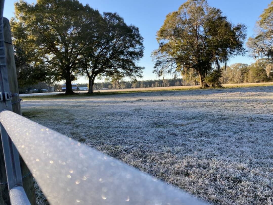 Tampa Bay Freeze Watch: Coldest Temperatures of the Season Expected ...